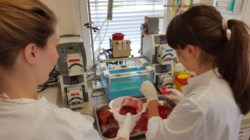 Placenta Pills (Human Placentophagy) Research 2010-2019 - IPEN